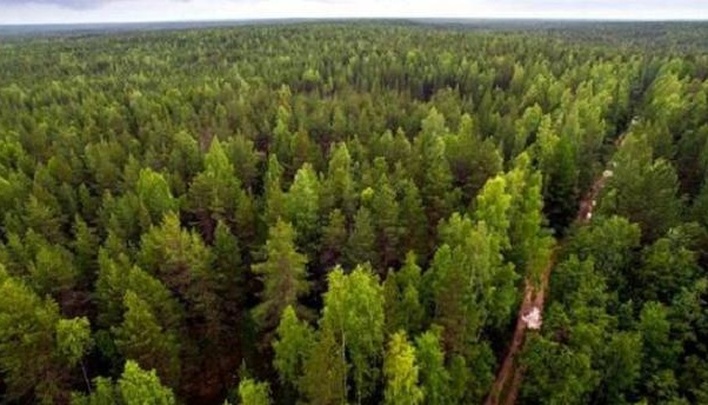 Україна приєдналася до Декларації про збереження та відновлення лісів